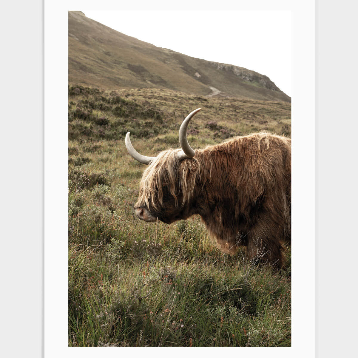 Highland cattle, Scotland poster — Paper Town AB
