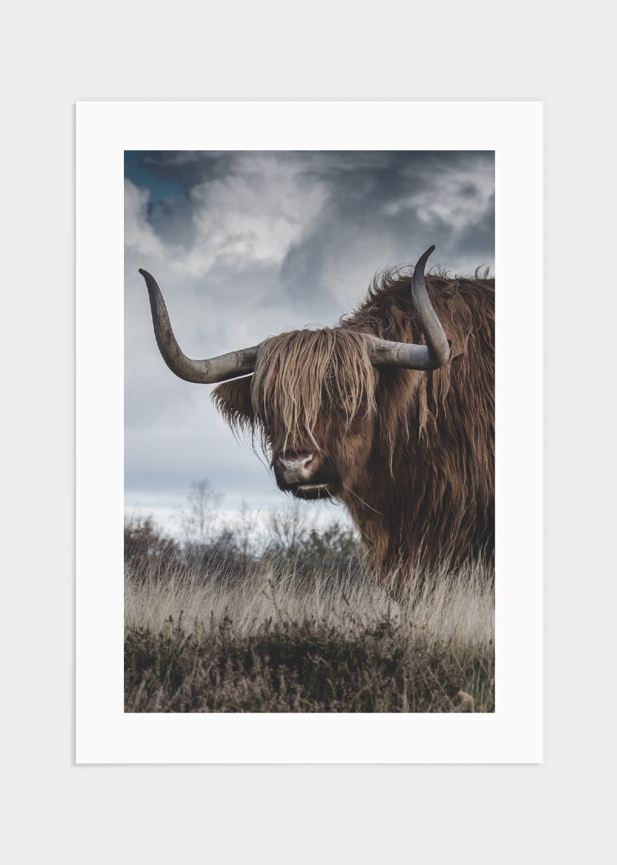 Highland cattle poster — Paper Town AB